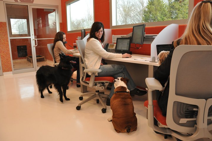 Dog Friendly Office - Inidof.s.l.
